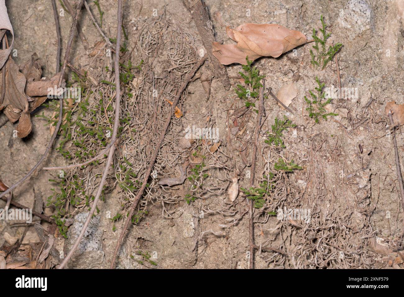 spikemosses (Selaginella) Plantae Stock Photo - Alamy