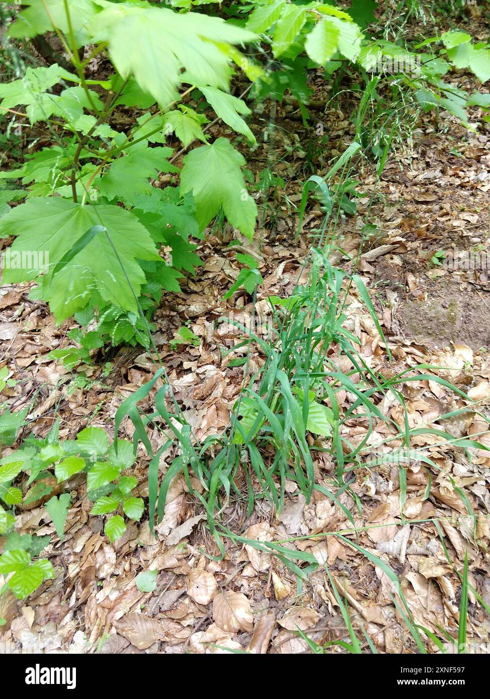 Wood Millet (Milium effusum) Plantae Stock Photo - Alamy