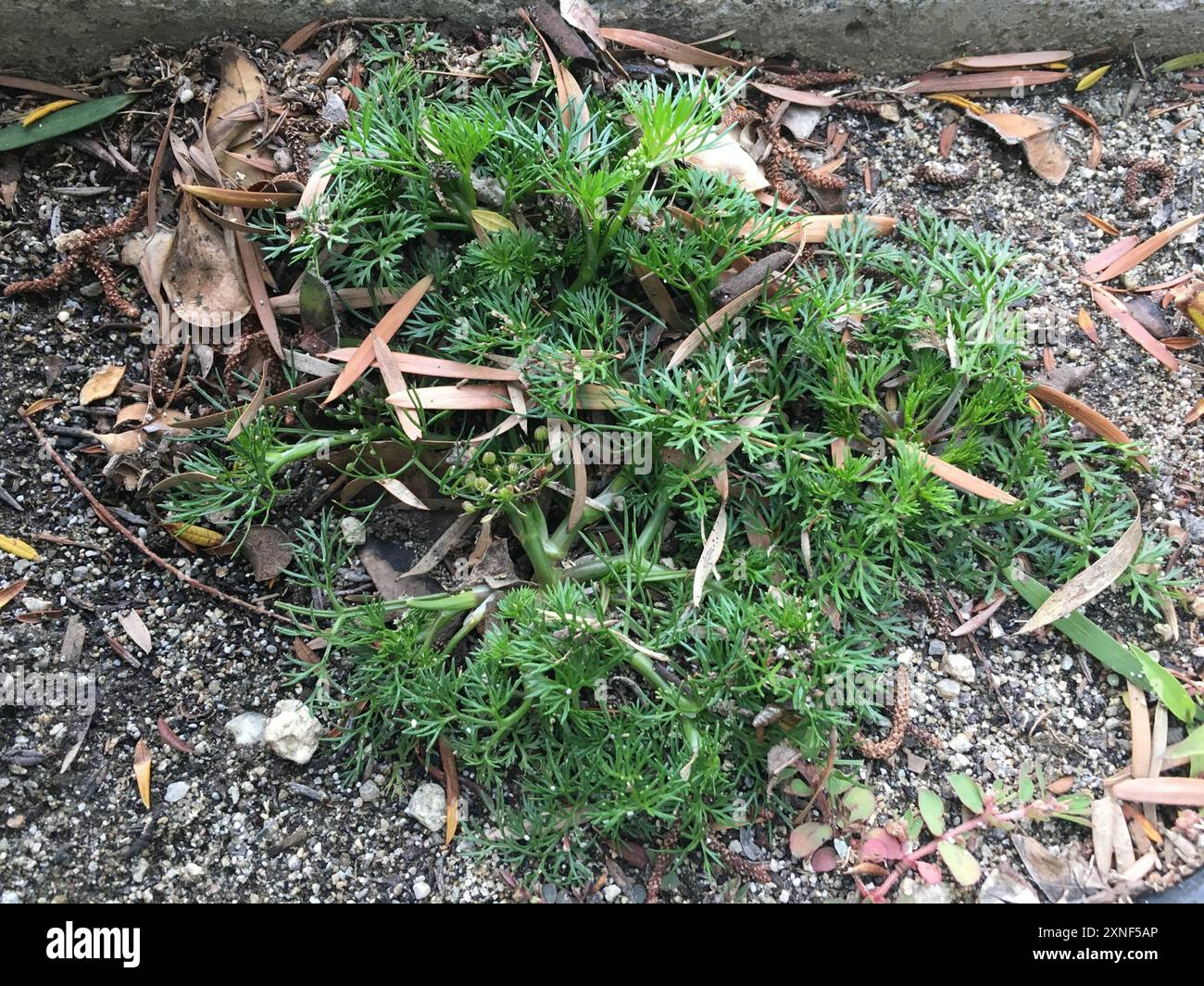 Marsh parsley (Cyclospermum leptophyllum) Plantae Stock Photo - Alamy