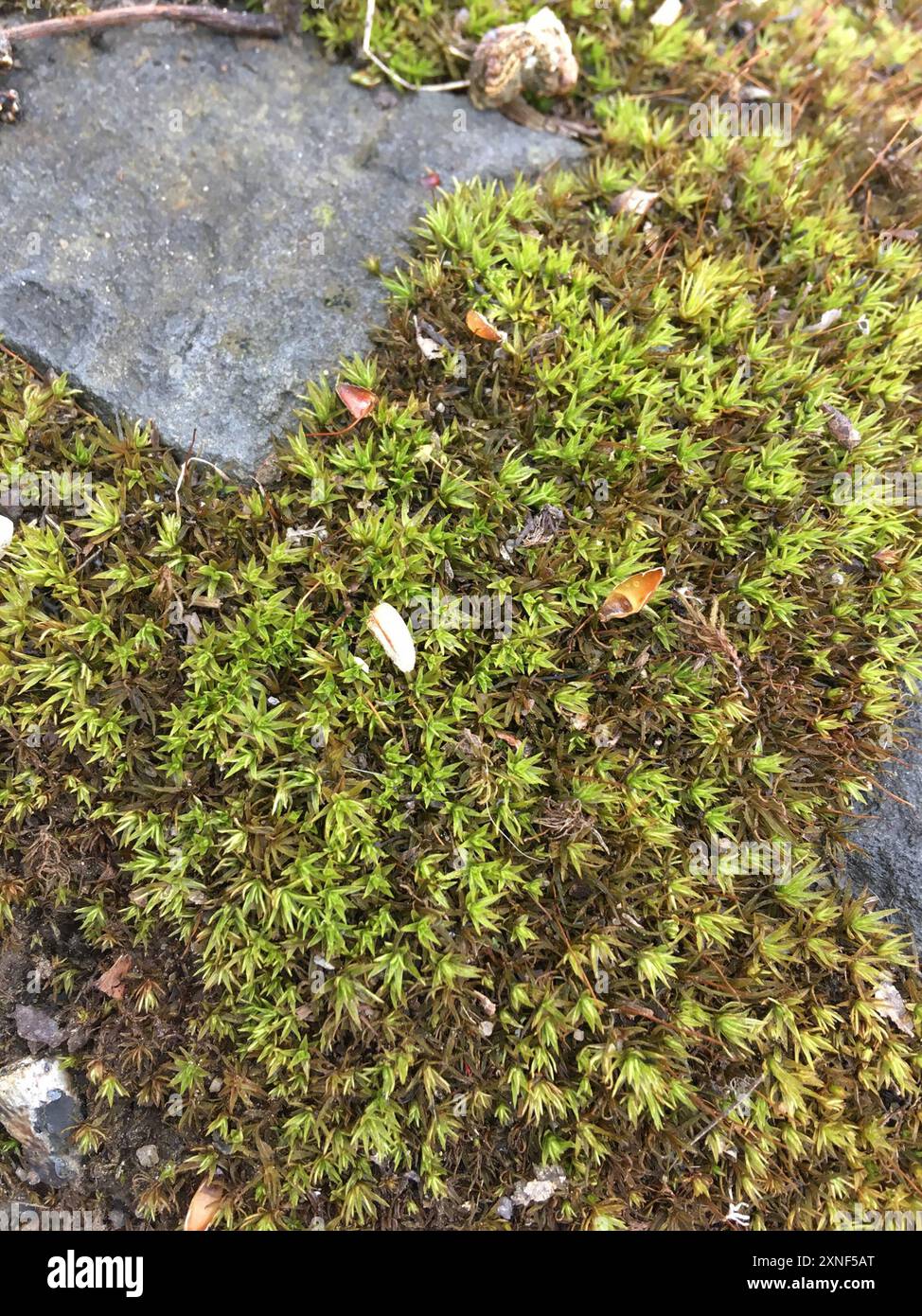 joint-toothed mosses (Bryopsida) Plantae Stock Photo - Alamy