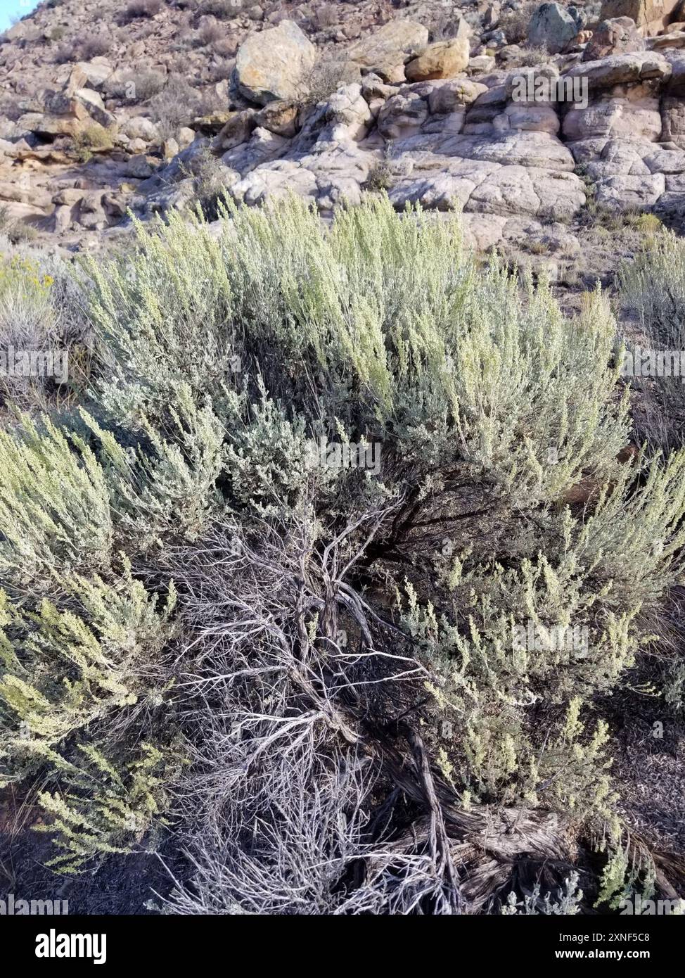 Big Sagebrush (Artemisia tridentata) Plantae Stock Photo - Alamy