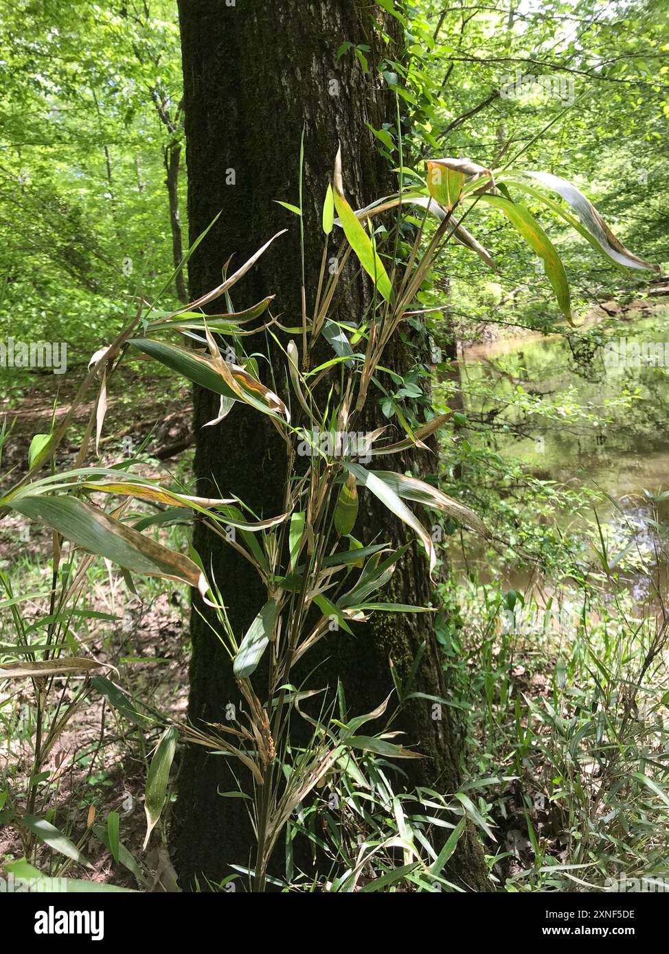 switch cane (Arundinaria tecta) Plantae Stock Photo - Alamy