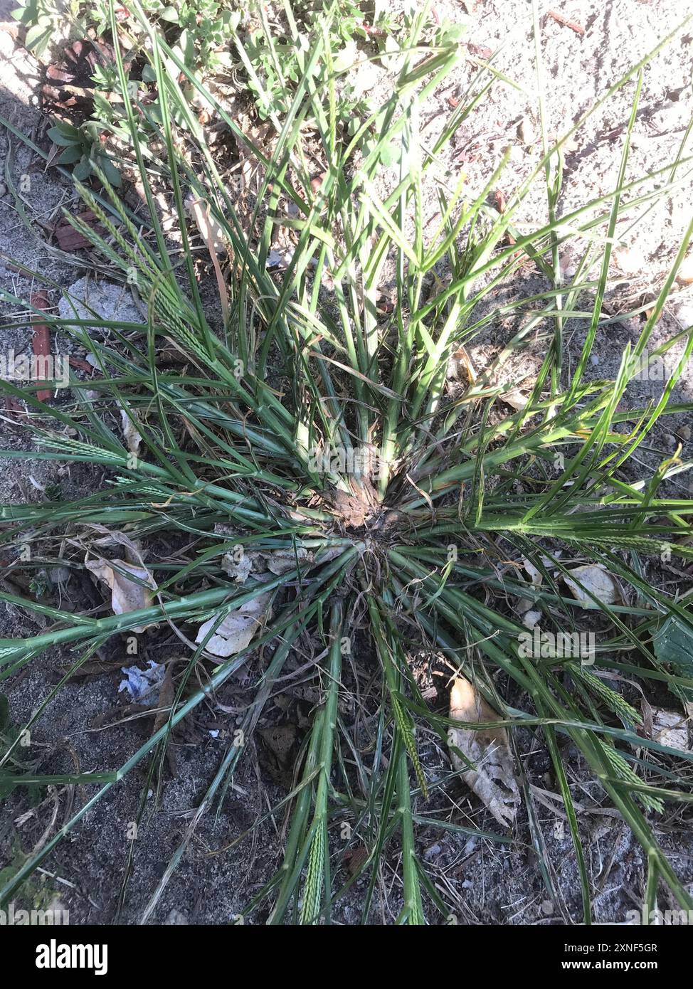 Goose Grass (Eleusine indica) Plantae Stock Photo - Alamy