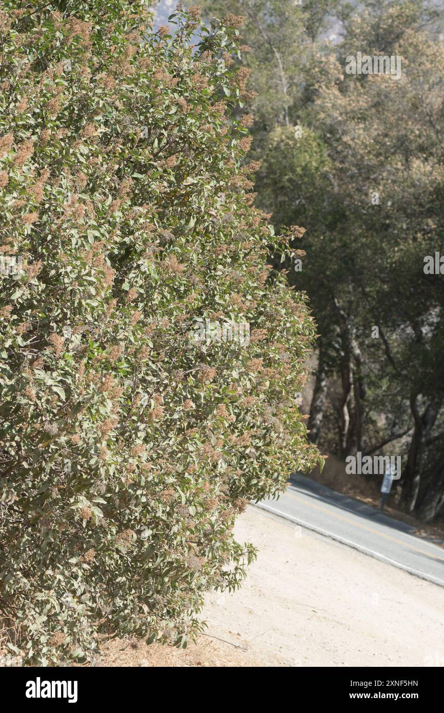 laurel sumac (Malosma laurina) Plantae Stock Photo - Alamy