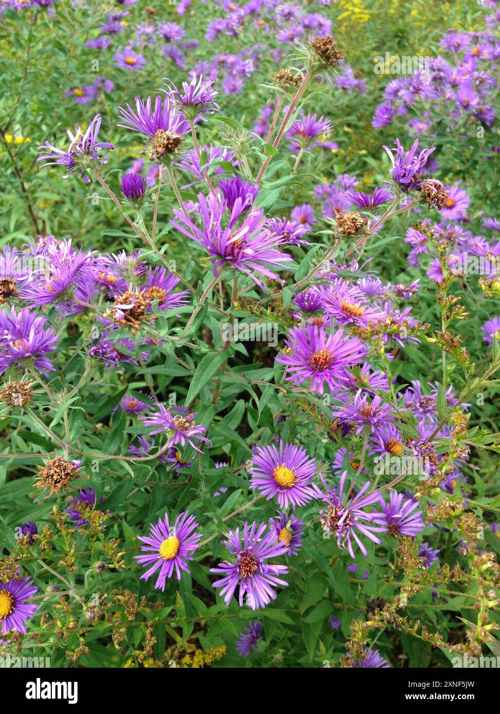 swamp aster (Symphyotrichum puniceum) Plantae Stock Photo - Alamy