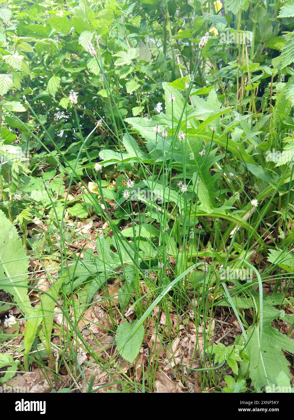 Common Spike-rush (Eleocharis palustris) Plantae Stock Photo - Alamy
