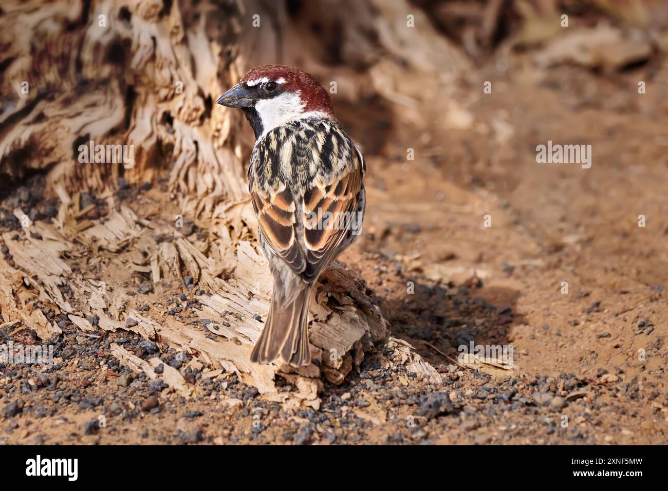 Back view of bird hi-res stock photography and images - Alamy