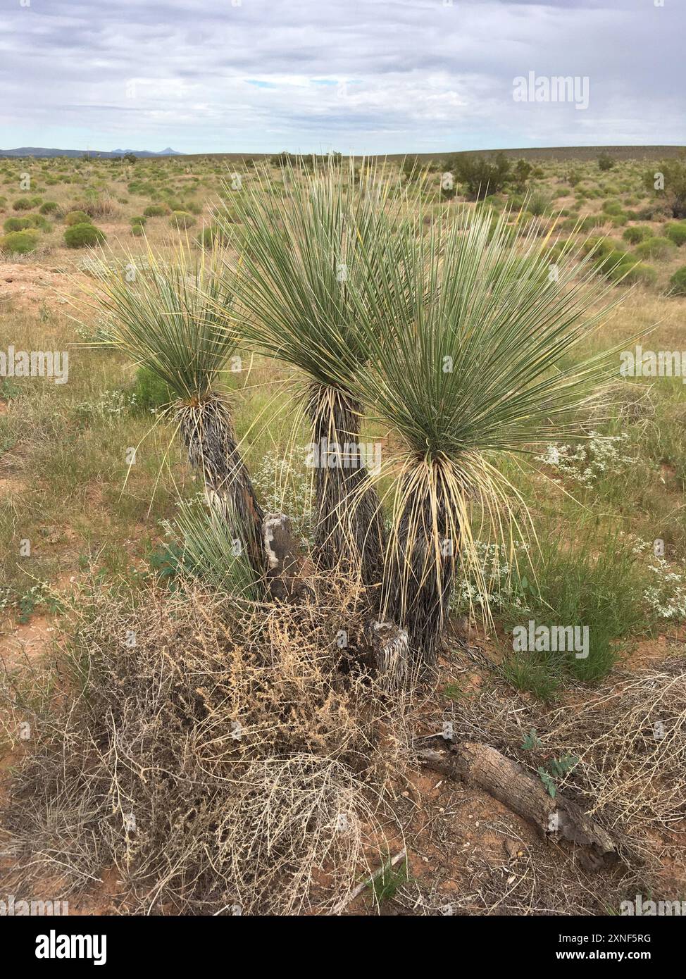 (Yucca elata elata) Plantae Stock Photo - Alamy