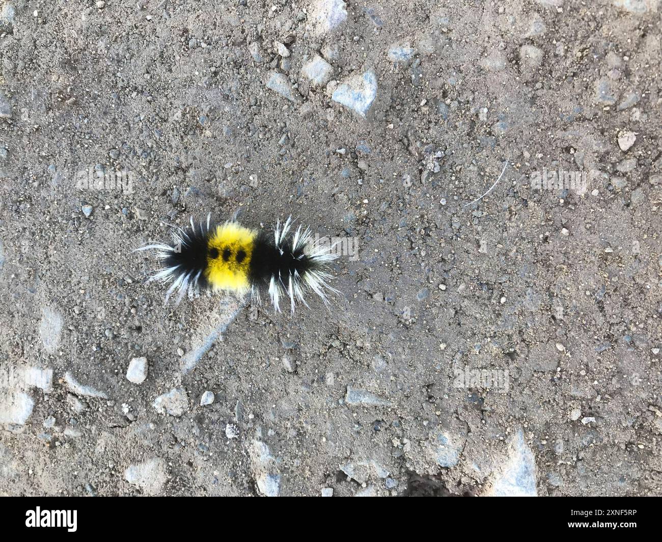 Spotted Tussock Moth (Lophocampa maculata) Insecta Stock Photo - Alamy