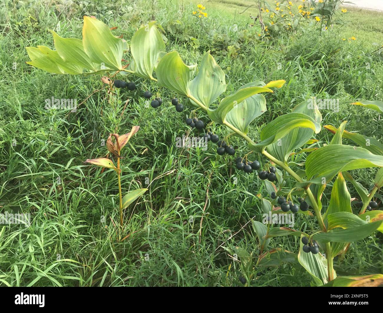 giant Solomon's seal (Polygonatum biflorum commutatum) Plantae Stock ...