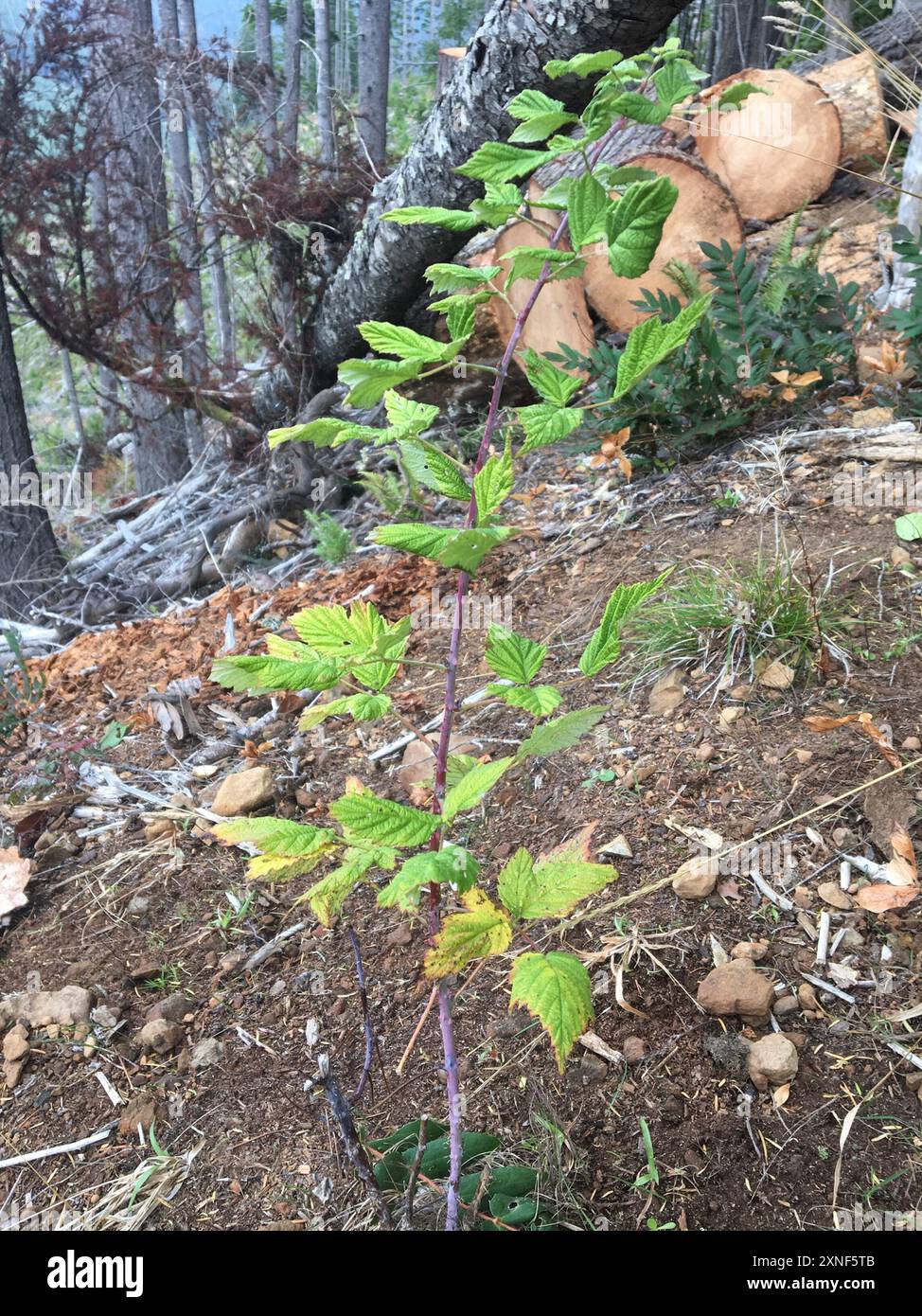 whitebark raspberry (Rubus leucodermis) Plantae Stock Photo - Alamy