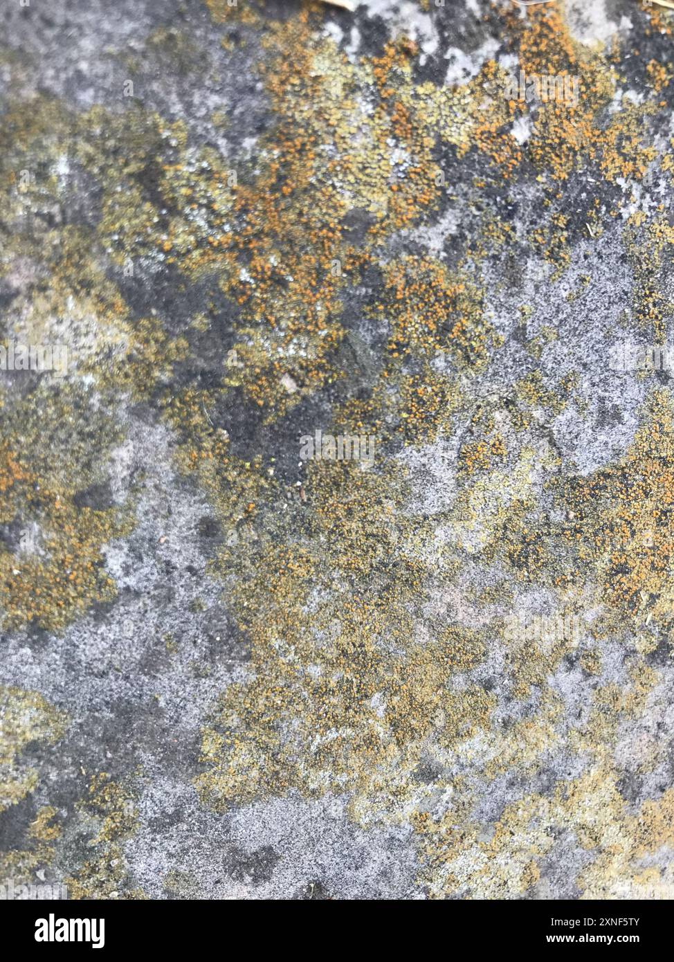 sidewalk firedot (Xanthocarpia feracissima) Fungi Stock Photo - Alamy
