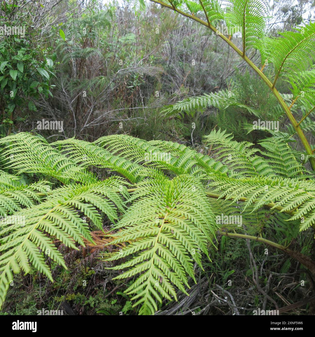 Scaly Tree Fern (Sphaeropteris cooperi) Plantae Stock Photo - Alamy