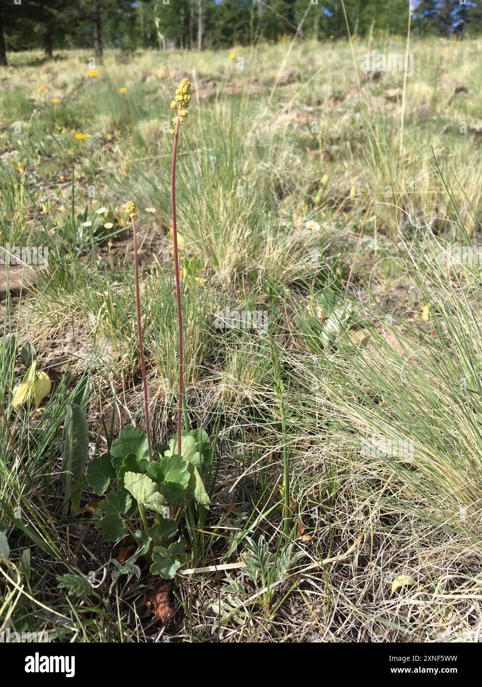 littleleaf alumroot (Heuchera parvifolia) Plantae Stock Photo - Alamy