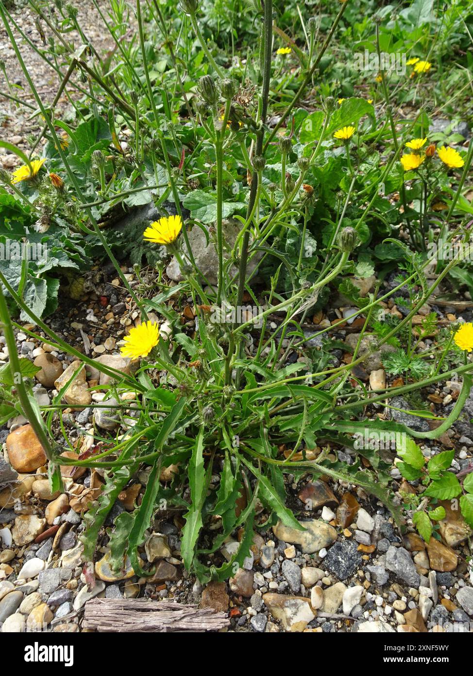 Hawkweed Oxtongue (Picris hieracioides) Plantae Stock Photo - Alamy