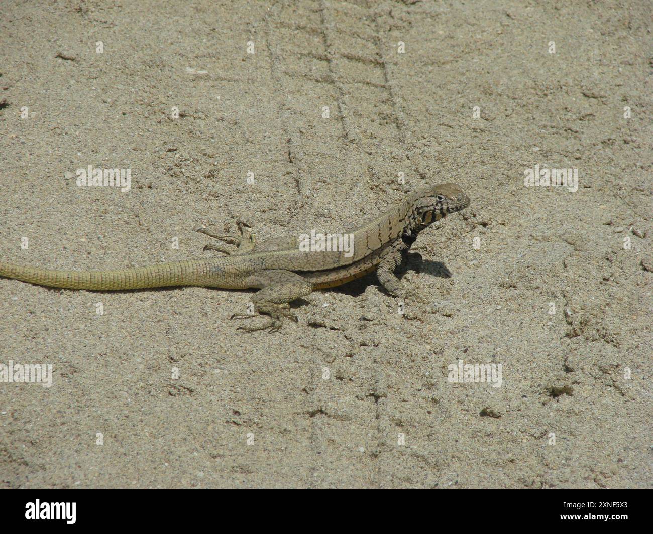 Peru Pacific Iguana (Microlophus peruvianus) Reptilia Stock Photo - Alamy