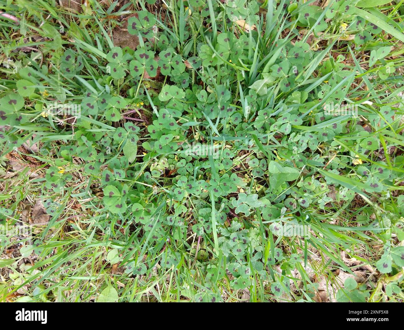 Spotted medick (Medicago arabica) Plantae Stock Photo - Alamy