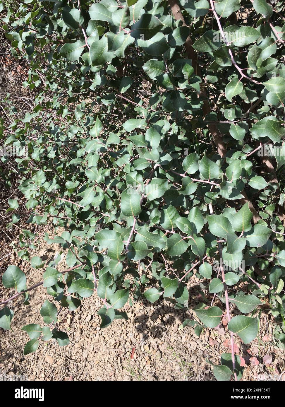 sugar bush × lemonade berry hybrid (Rhus integrifolia × ovata) Plantae ...