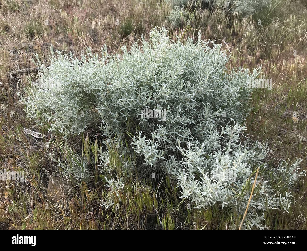 Spineless Horsebrush (Tetradymia canescens) Plantae Stock Photo - Alamy