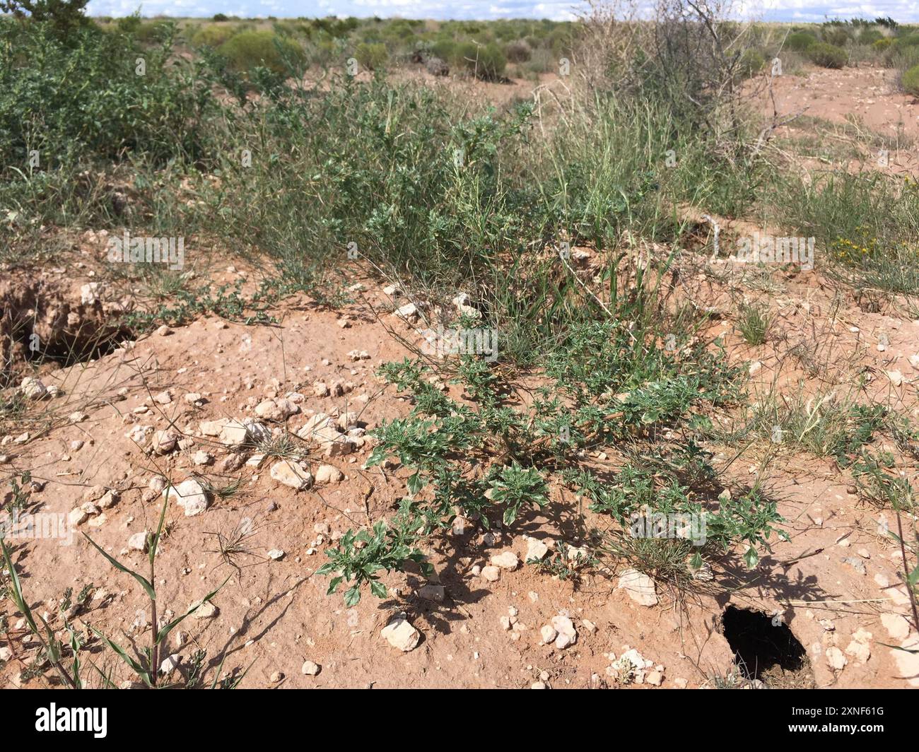 procumbent pigweed (Amaranthus blitoides) Plantae Stock Photo - Alamy