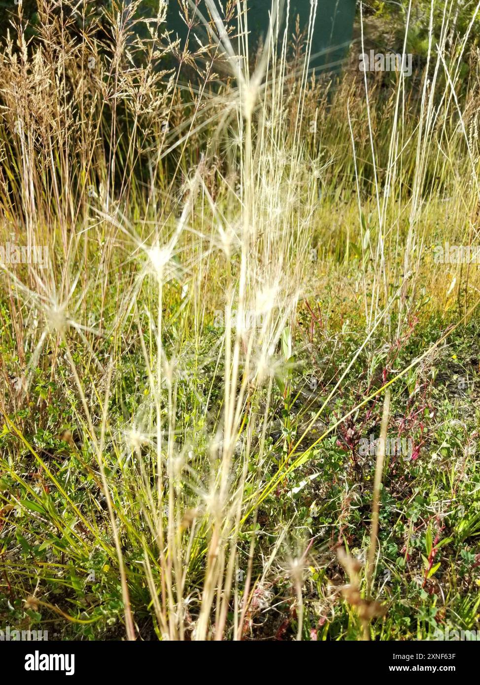 Foxtail Barley (Hordeum jubatum) Plantae Stock Photo - Alamy