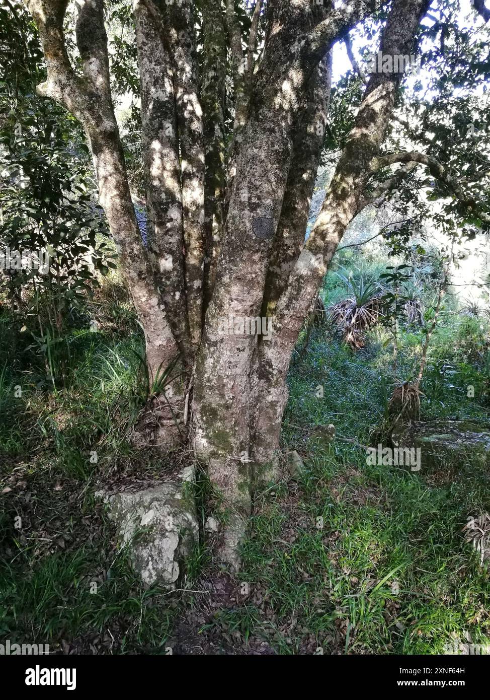 Cape Holly (Ilex mitis) Plantae Stock Photo - Alamy