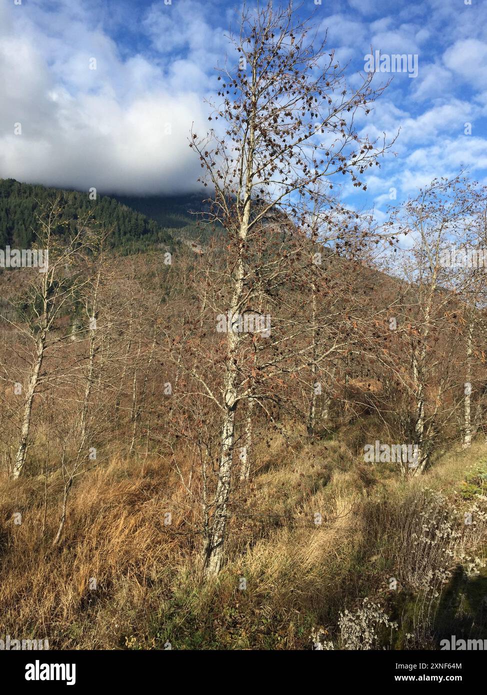 Red Alder (Alnus rubra) Plantae Stock Photo - Alamy