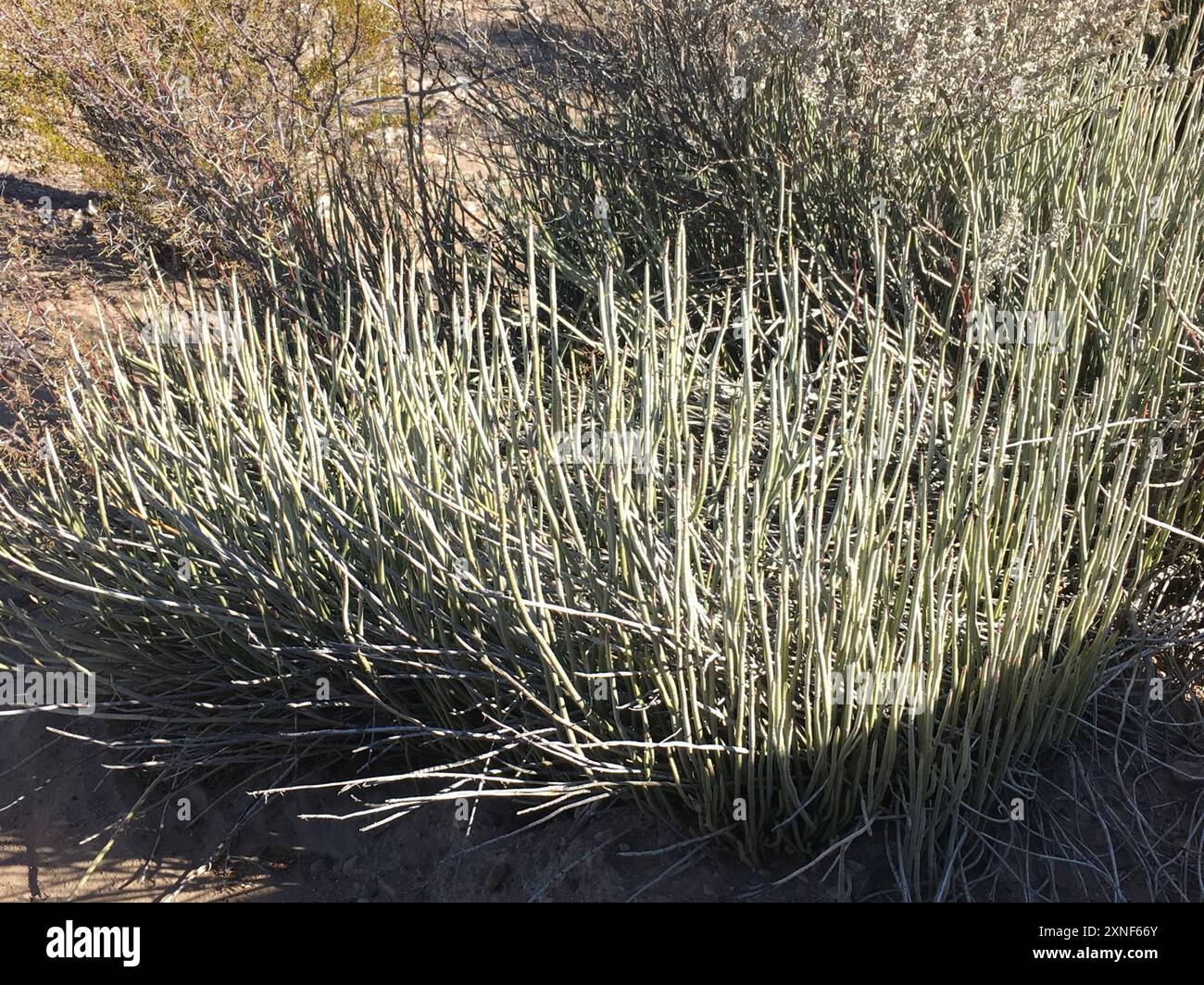 candelilla (Euphorbia antisyphilitica) Plantae Stock Photo - Alamy