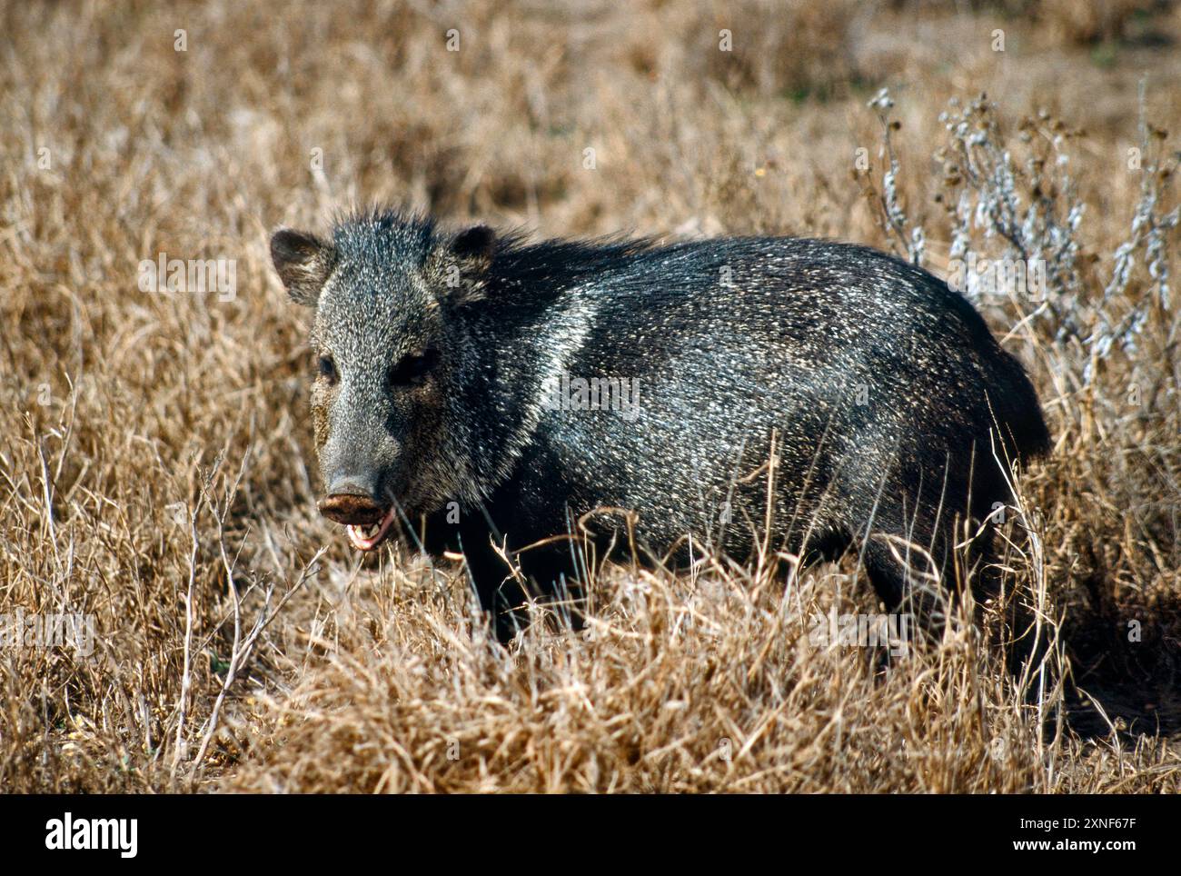Javelina or collared peccary (Dicolytes tajacu), Calliham Unit of Choke ...