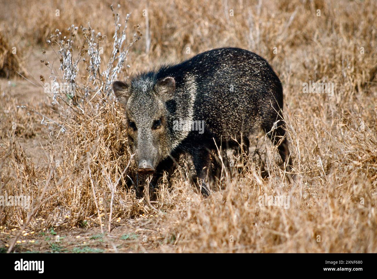 Javelina or collared peccary (Dicolytes tajacu), Calliham Unit of Choke ...