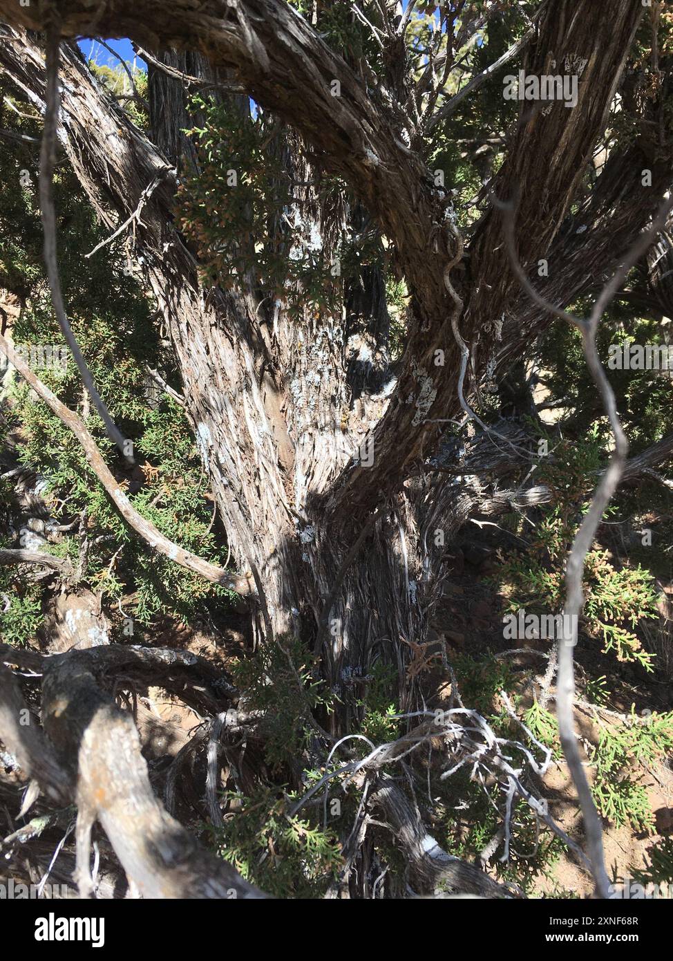 One-seed Juniper (Juniperus monosperma) Plantae Stock Photo - Alamy