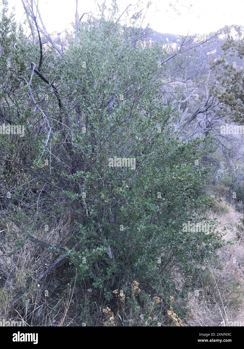 Gregg's Ash (Fraxinus greggii) Plantae Stock Photo - Alamy