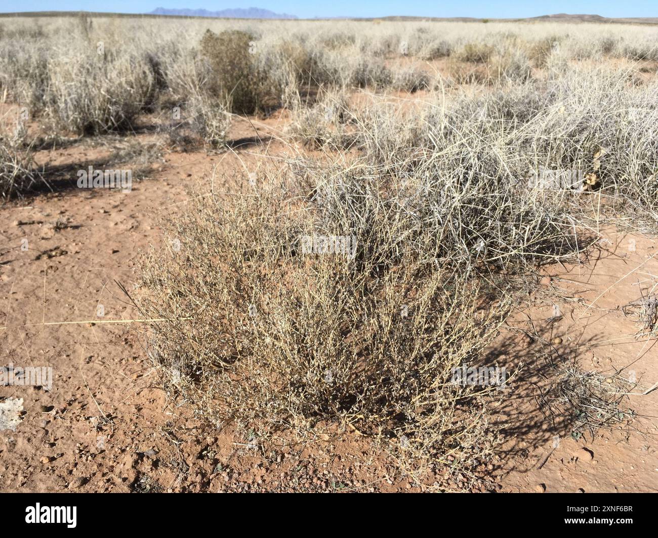 Wheelscale Saltbush (Atriplex elegans) Plantae Stock Photo - Alamy