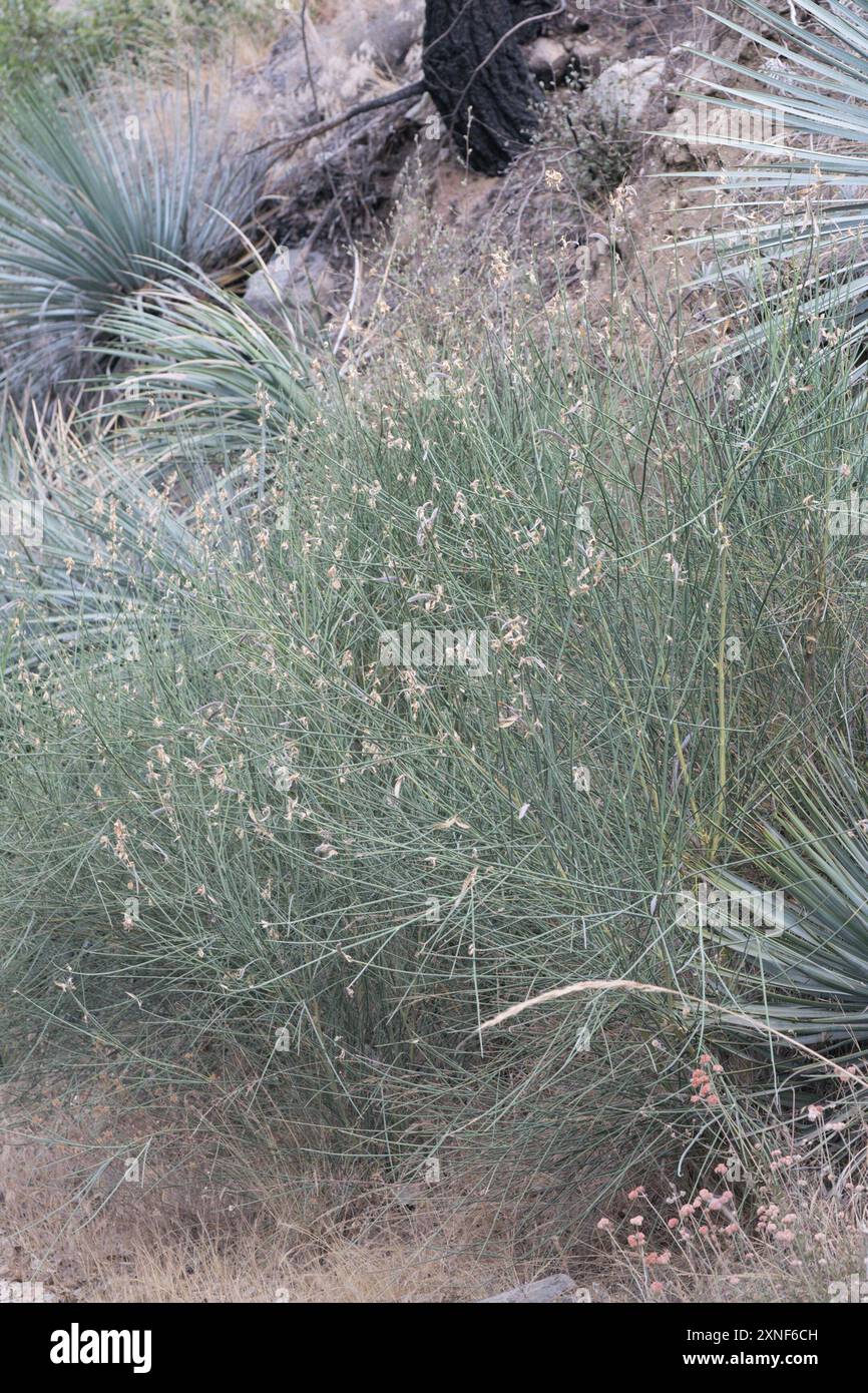 Spanish Broom (Spartium junceum) Plantae Stock Photo - Alamy