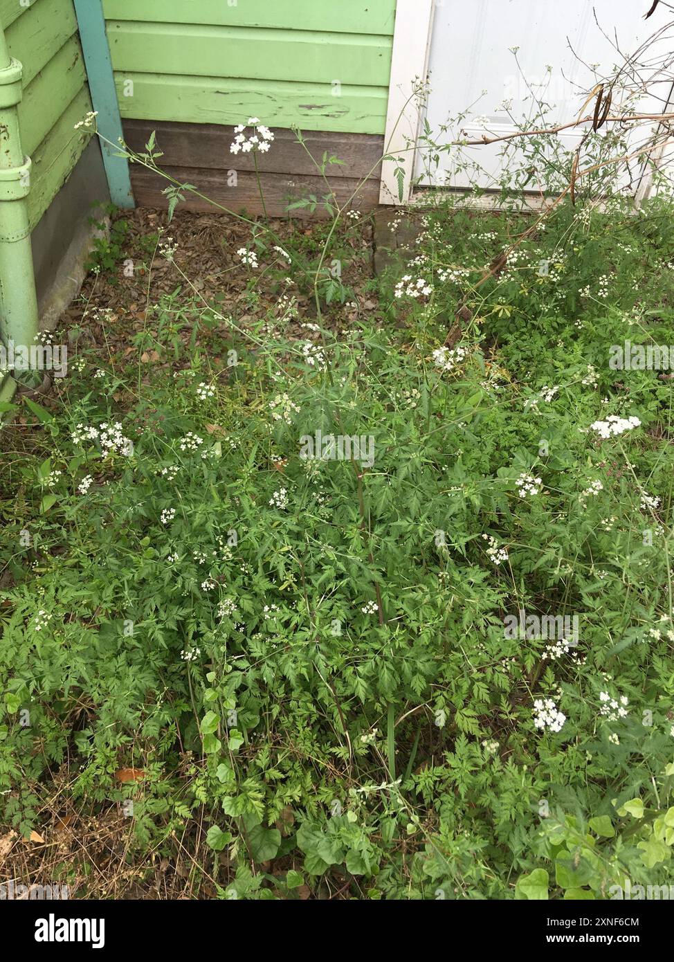 common hedge parsley (Torilis arvensis) Plantae Stock Photo - Alamy