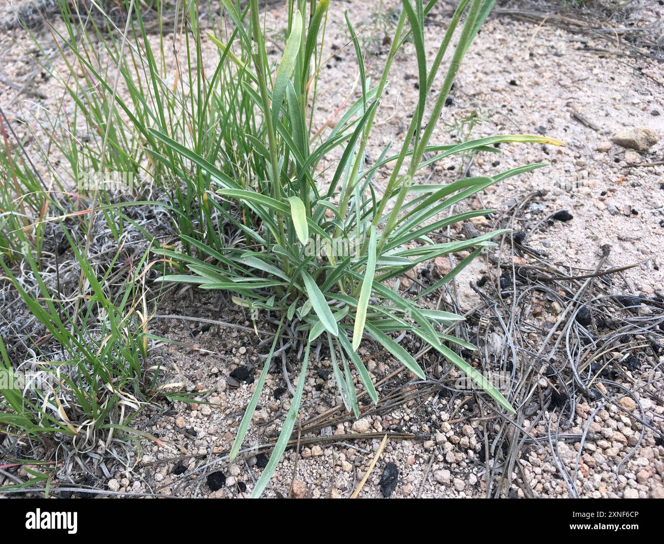 James' Cryptantha (Oreocarya suffruticosa setosa) Plantae Stock Photo ...