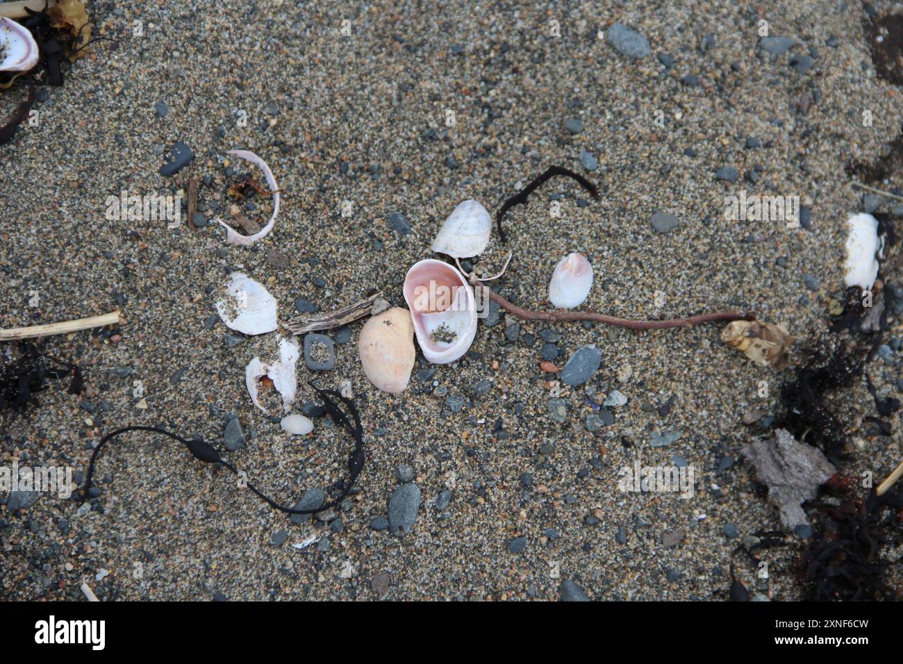 Common Atlantic Slippersnail (Crepidula fornicata) Mollusca Stock Photo ...