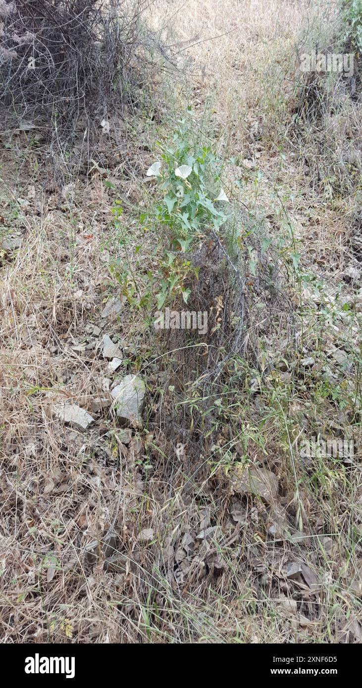 Pacific False Bindweed (Calystegia purpurata) Plantae Stock Photo - Alamy