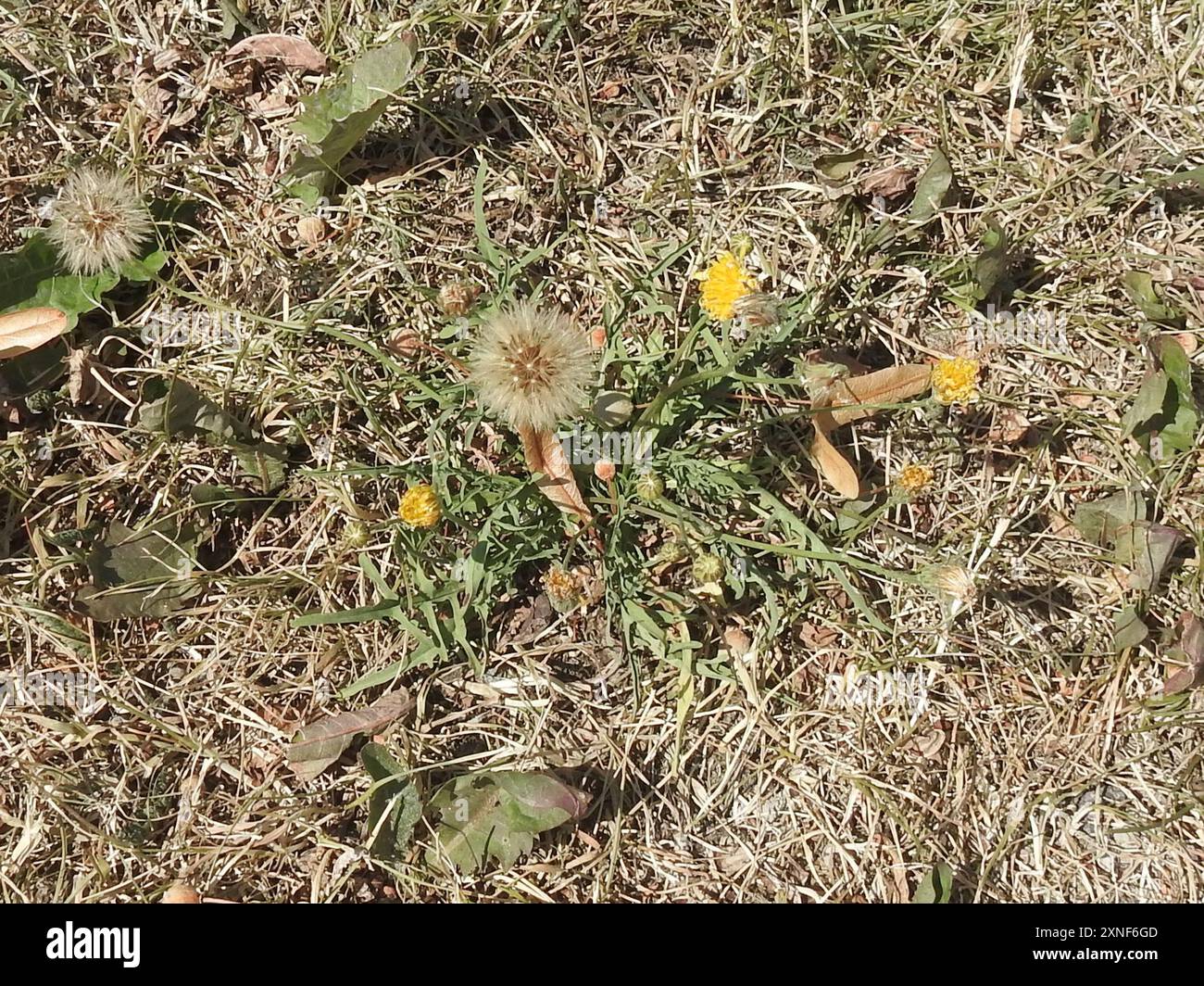 Autumn Hawkbit (Scorzoneroides autumnalis) Plantae Stock Photo - Alamy