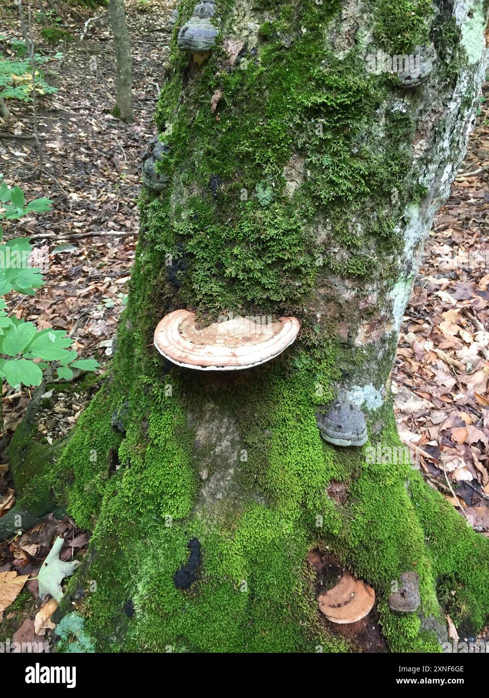 artist's bracket (Ganoderma applanatum) Fungi Stock Photo - Alamy