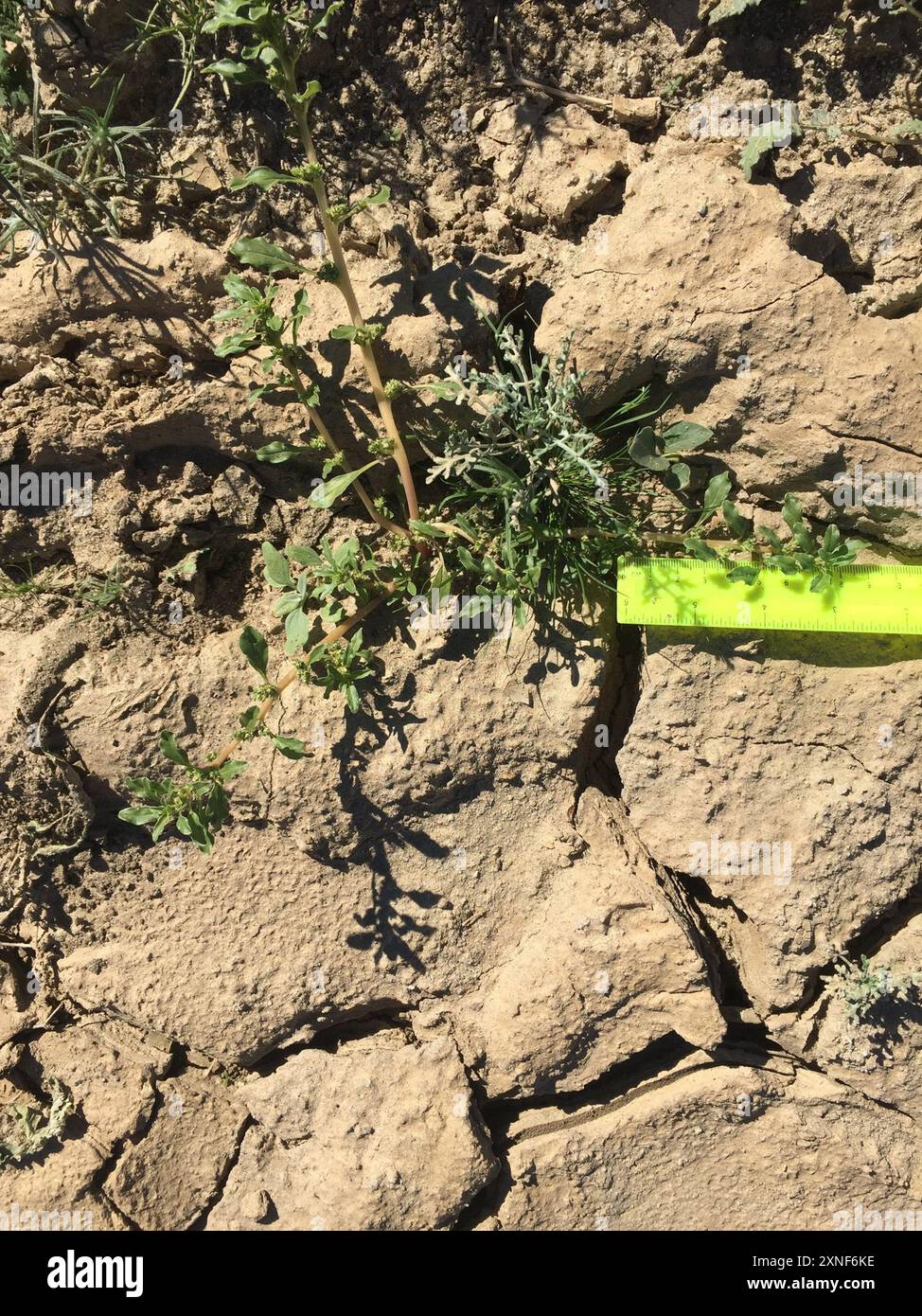 procumbent pigweed (Amaranthus blitoides) Plantae Stock Photo - Alamy