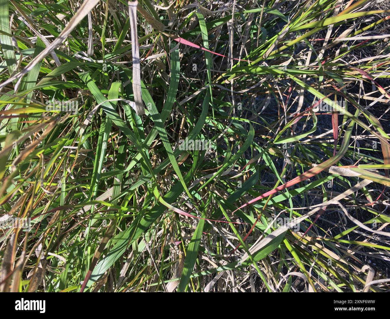 Smilo Grass (Oloptum miliaceum) Plantae Stock Photo - Alamy