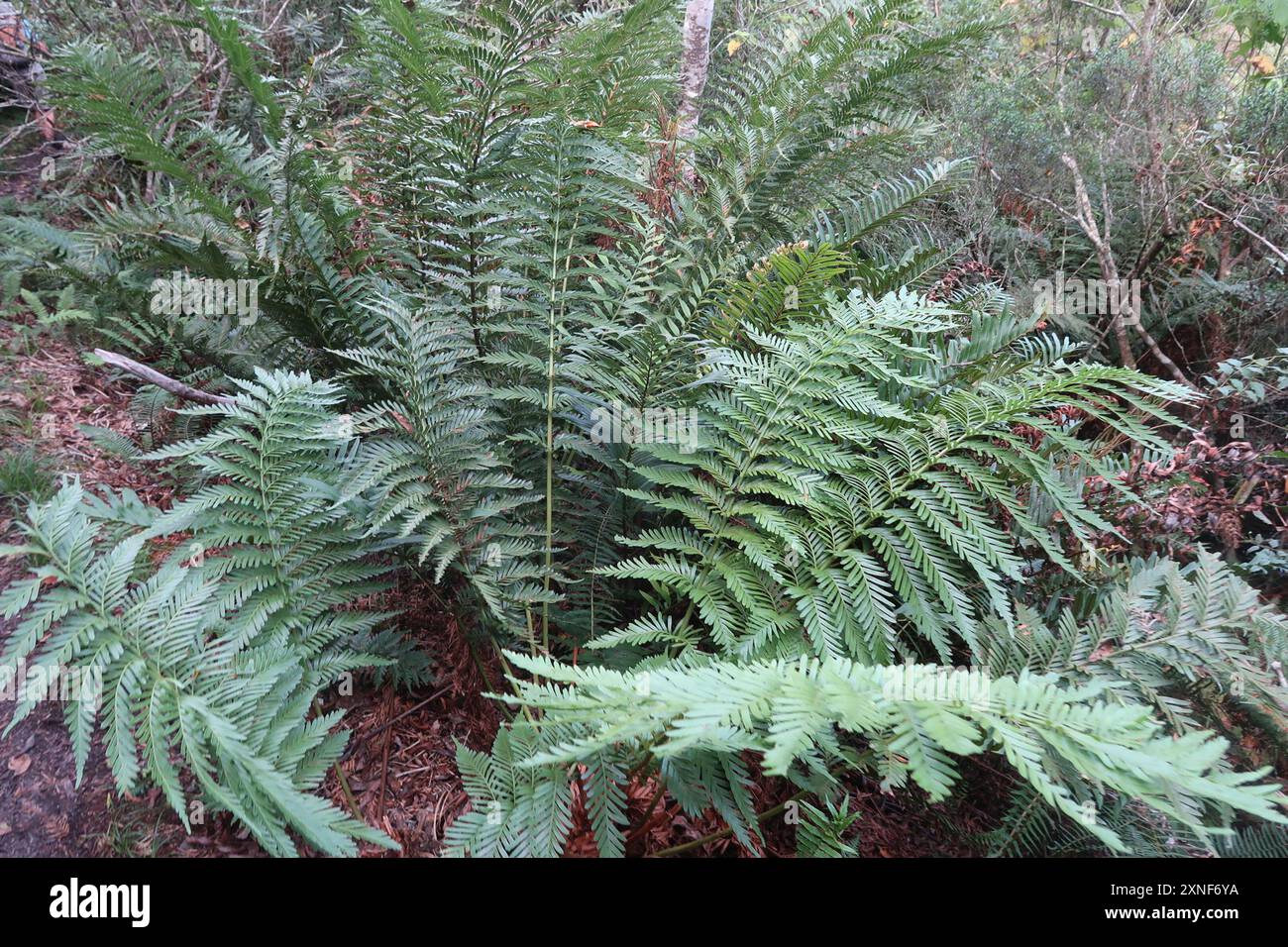 king fern (Todea barbara) Plantae Stock Photo - Alamy