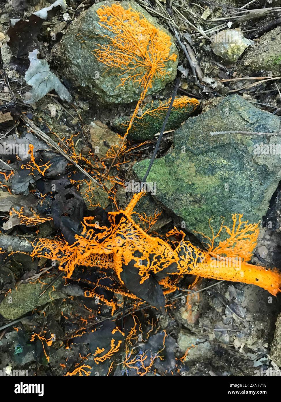 (Badhamia utricularis) Protozoa Stock Photo - Alamy