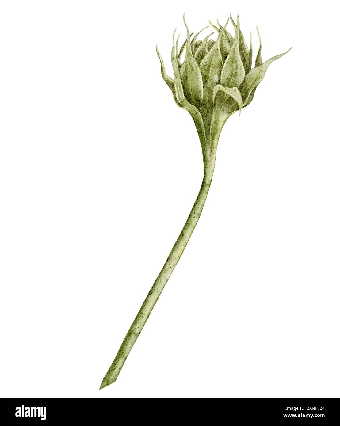 Watercolor Botanical Illustration of Green Plant Bud with Long Stem of ...