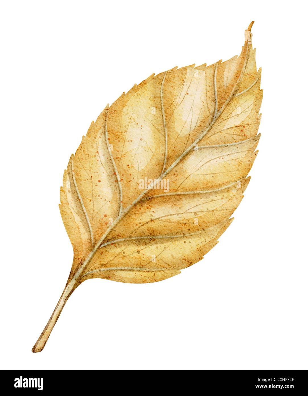 Watercolor Illustration of a Single Yellow Autumn Leaf. Drawing pf ...