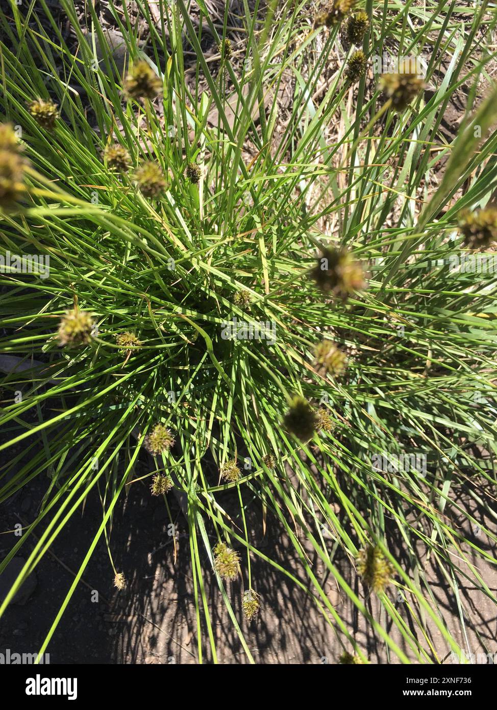 common beargrass (Xerophyllum tenax) Plantae Stock Photo - Alamy