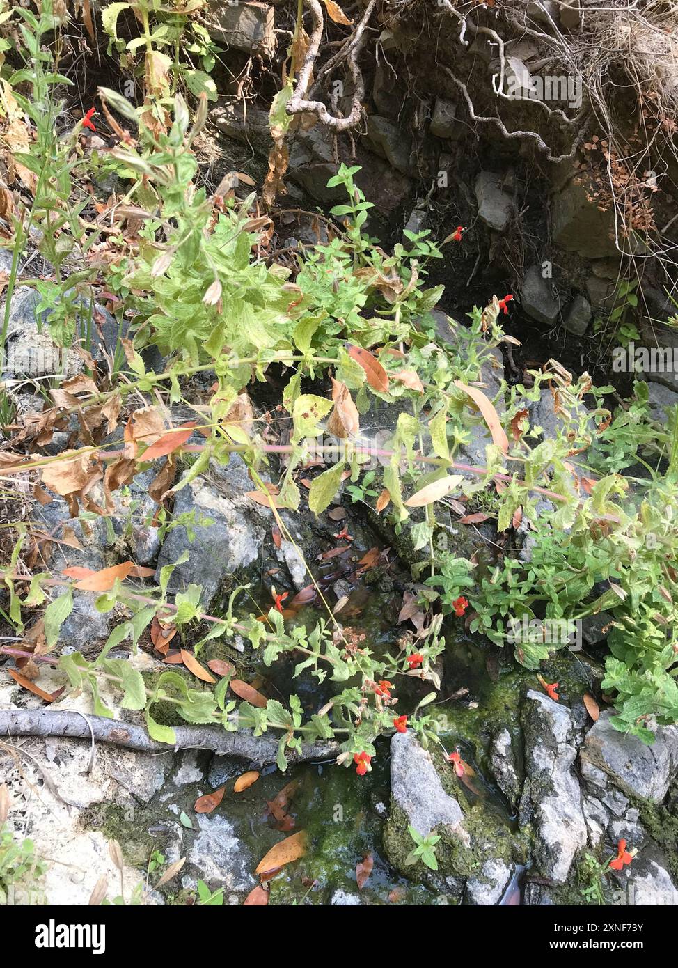 scarlet monkeyflower (Erythranthe cardinalis) Plantae Stock Photo - Alamy