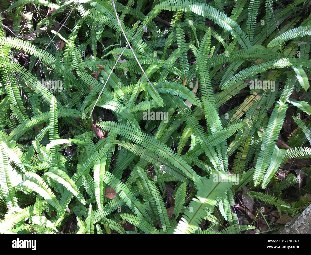 Fishbone Fern (Nephrolepis cordifolia) Plantae Stock Photo - Alamy