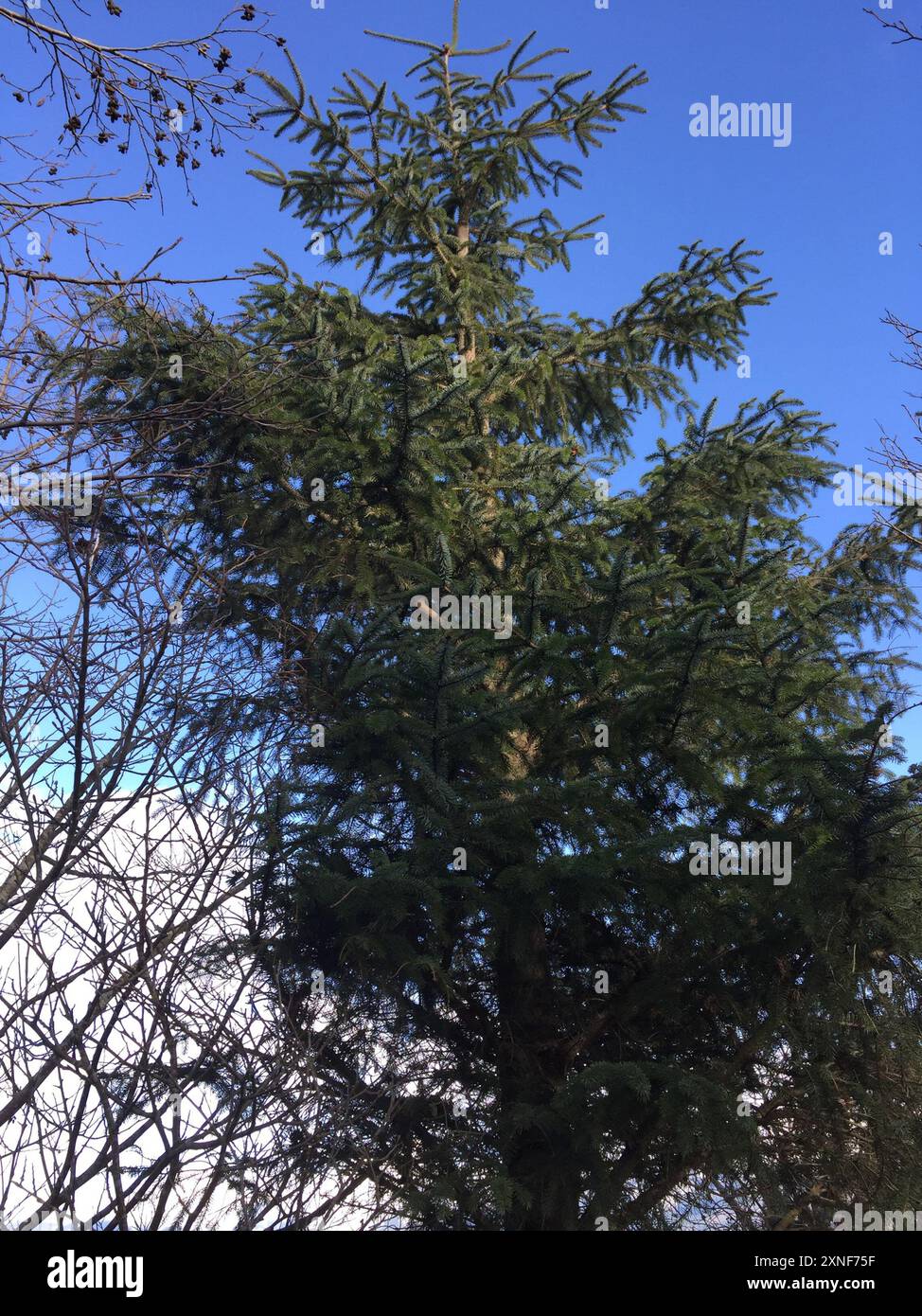 Sitka spruce (Picea sitchensis) Plantae Stock Photo - Alamy